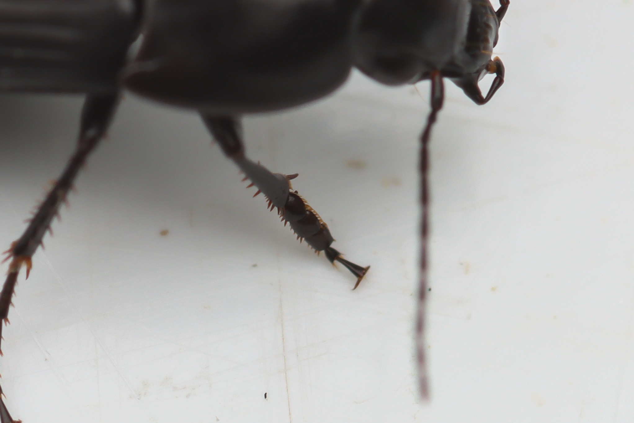 Oodes helopioides (Fabricius, 1792)