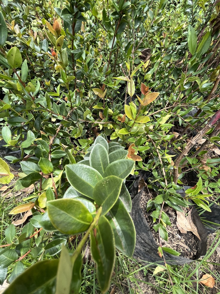 Arrayán (Árboles de siembras de la FHB) · iNaturalist