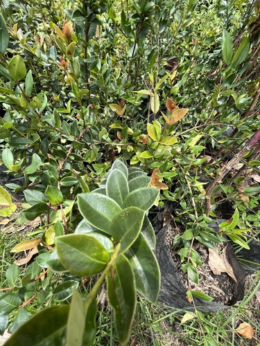 Arrayán (Árboles de siembras de la FHB) · iNaturalist