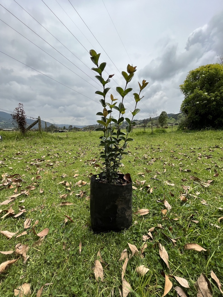 Arrayán (Árboles de siembras de la FHB) · iNaturalist