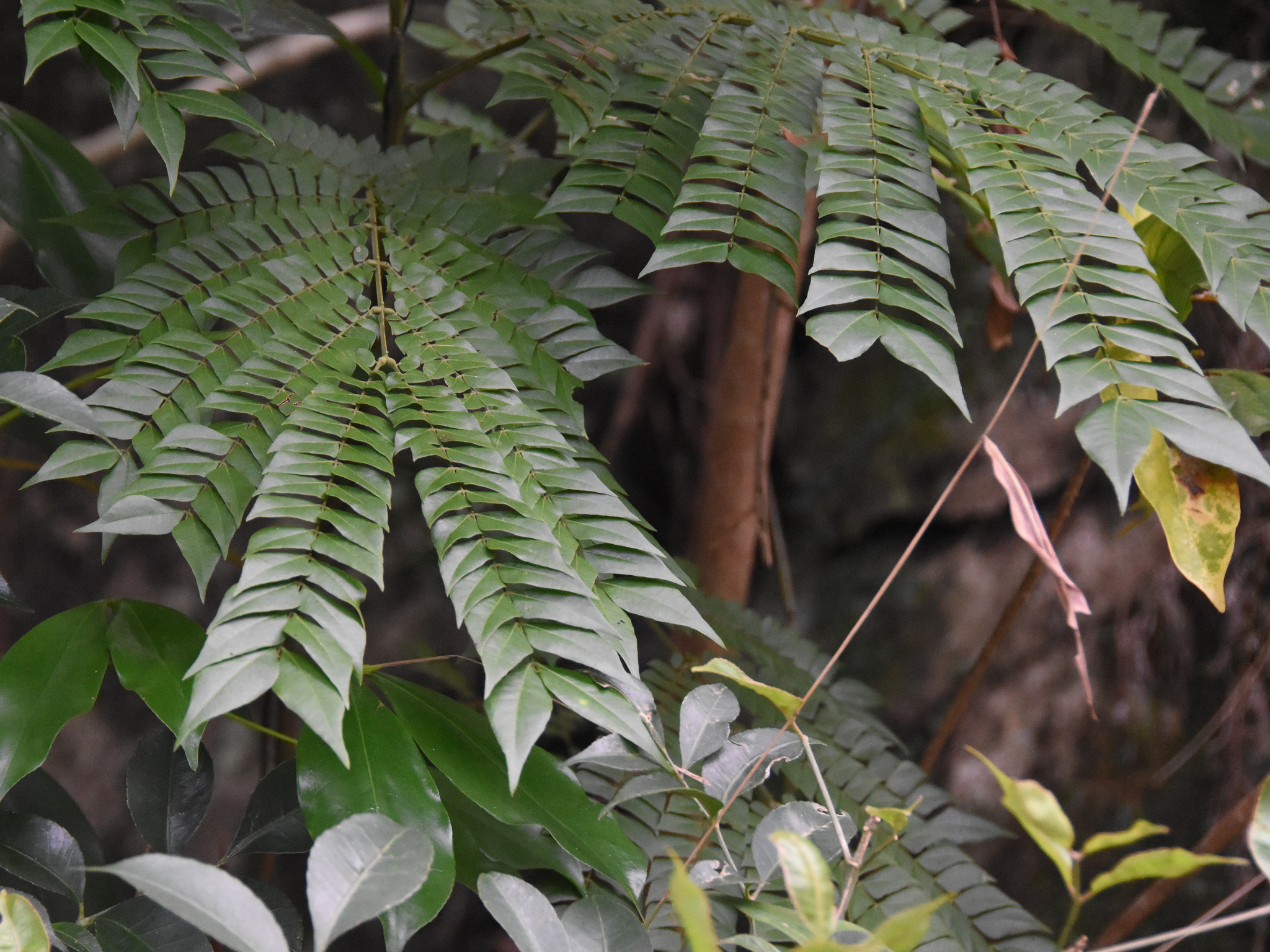 Archidendron clypearia (Jack) I.C.Nielsen