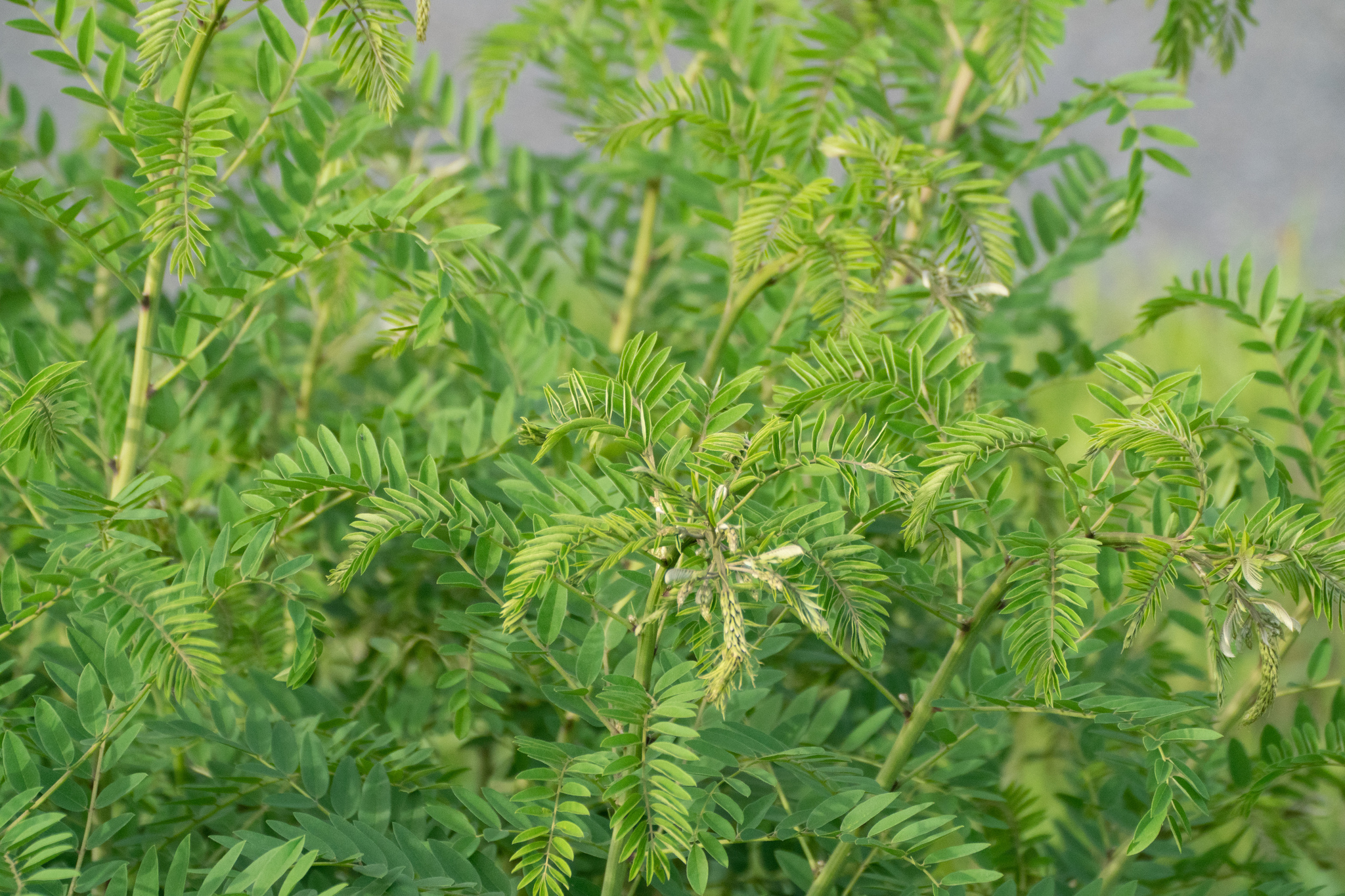 Sophora flavescens Aiton
