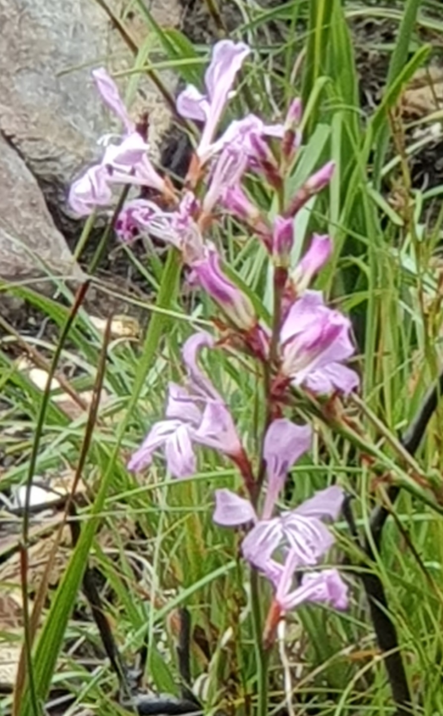 Tritoniopsis toximontana J.C.Manning & Goldblatt