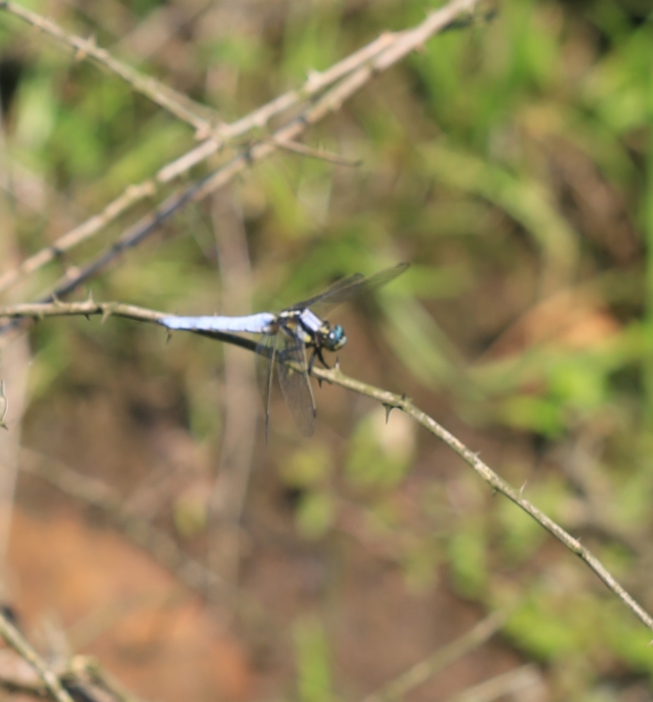 Orthetrum internum from 台灣台北 on May 3, 2023 at 09:31 AM by 胡正恆(Jackson ...