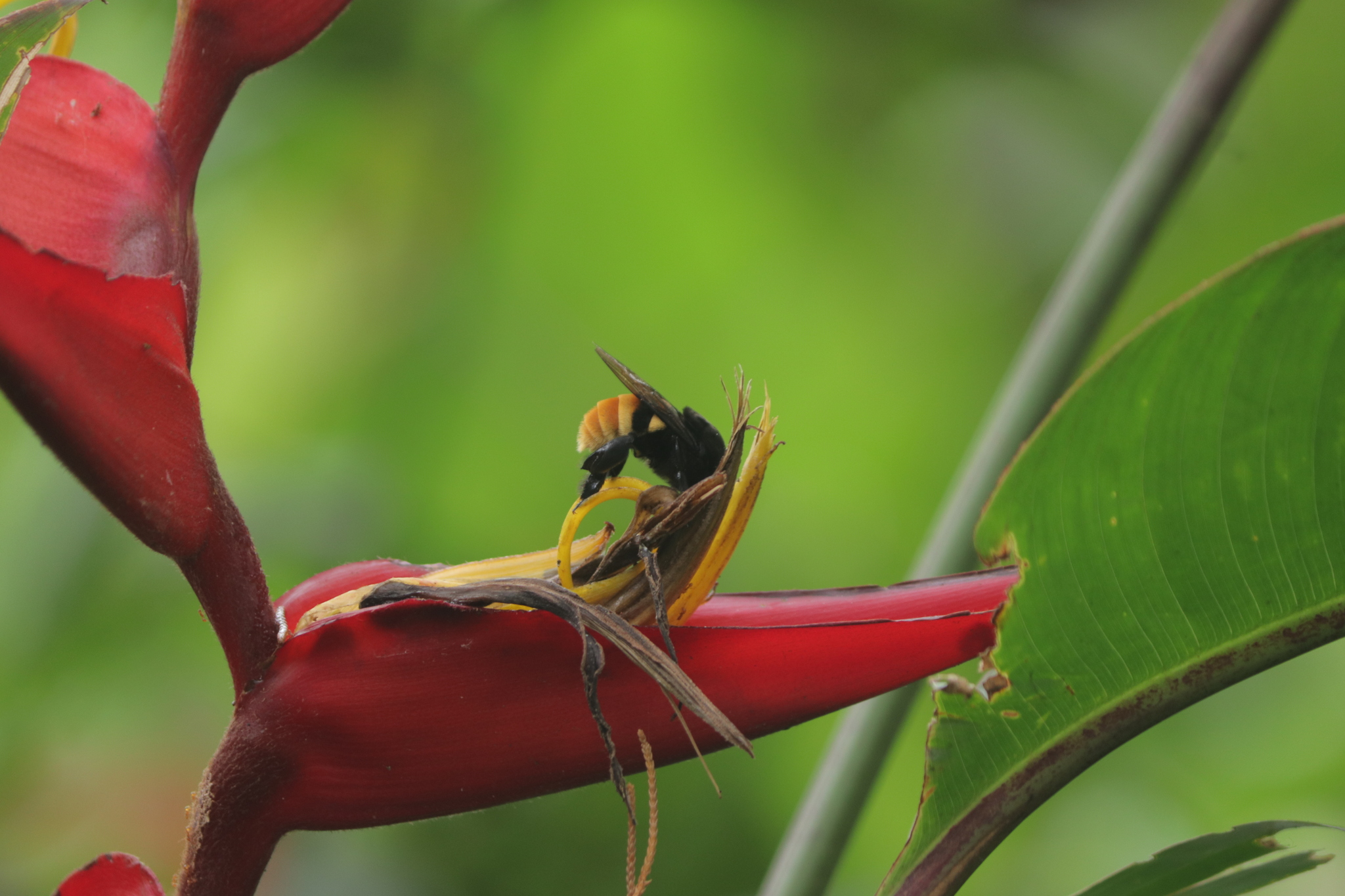 Eulaema cingulata (Fabricius, 1804)