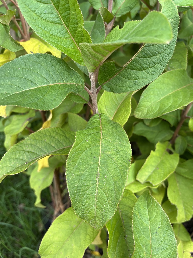 Duraznillo (Árboles de siembras de la FHB) · iNaturalist