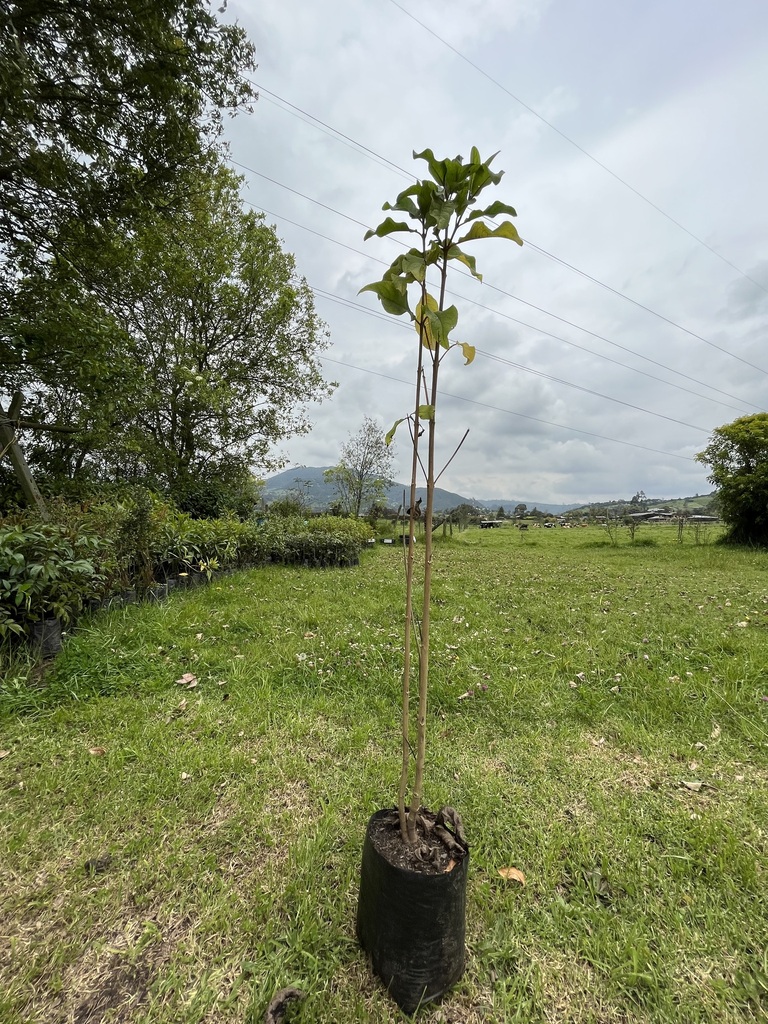 Duraznillo (Árboles de siembras de la FHB) · iNaturalist
