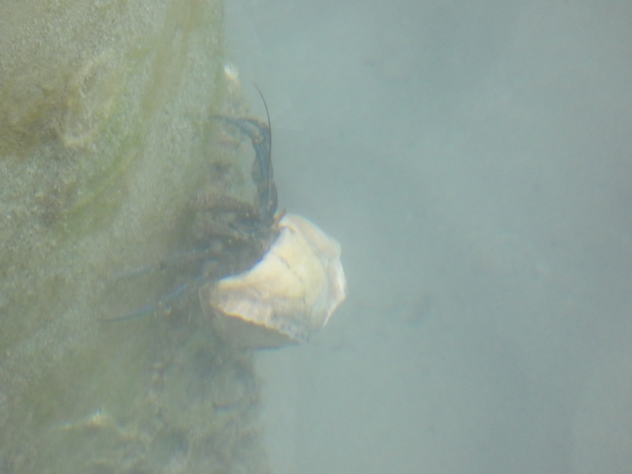 Clibanarius longitarsus (De Haan, 1849)