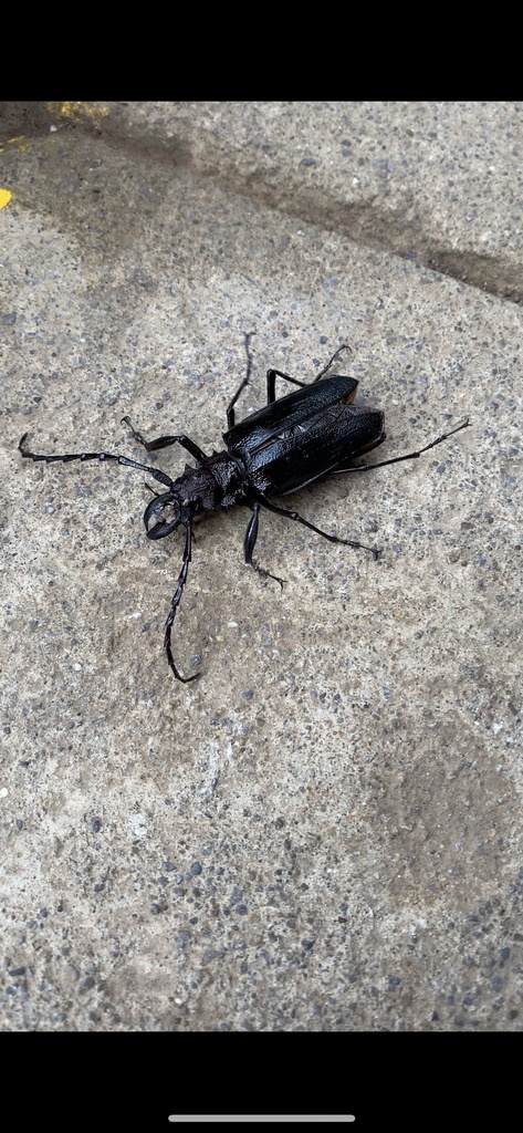 Psalidognathus modestus from Monteverde Cloud Forest Reserve, Abangares ...