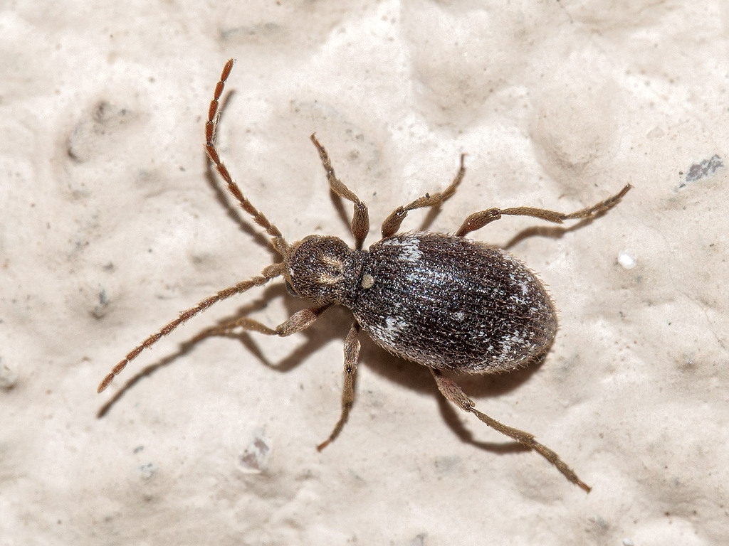 White-marked Spider-beetle from 38037 Predazzo TN, Italia on April 12 ...