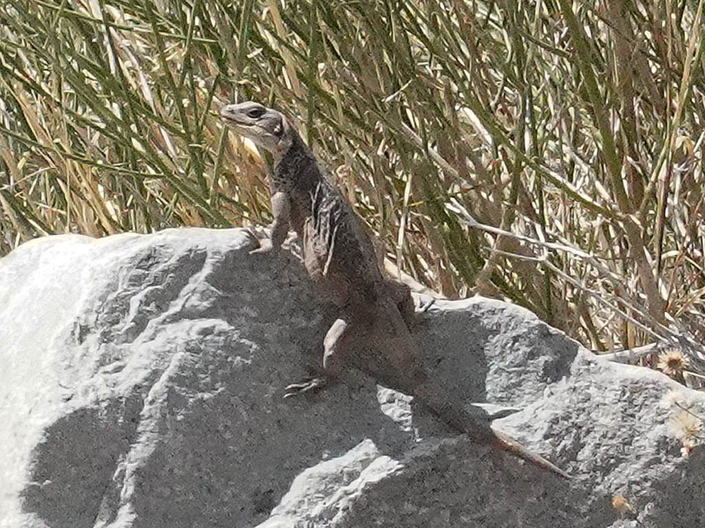 Common Chuckwalla from las parras, loreto bcs on April 30, 2023 at 11: ...