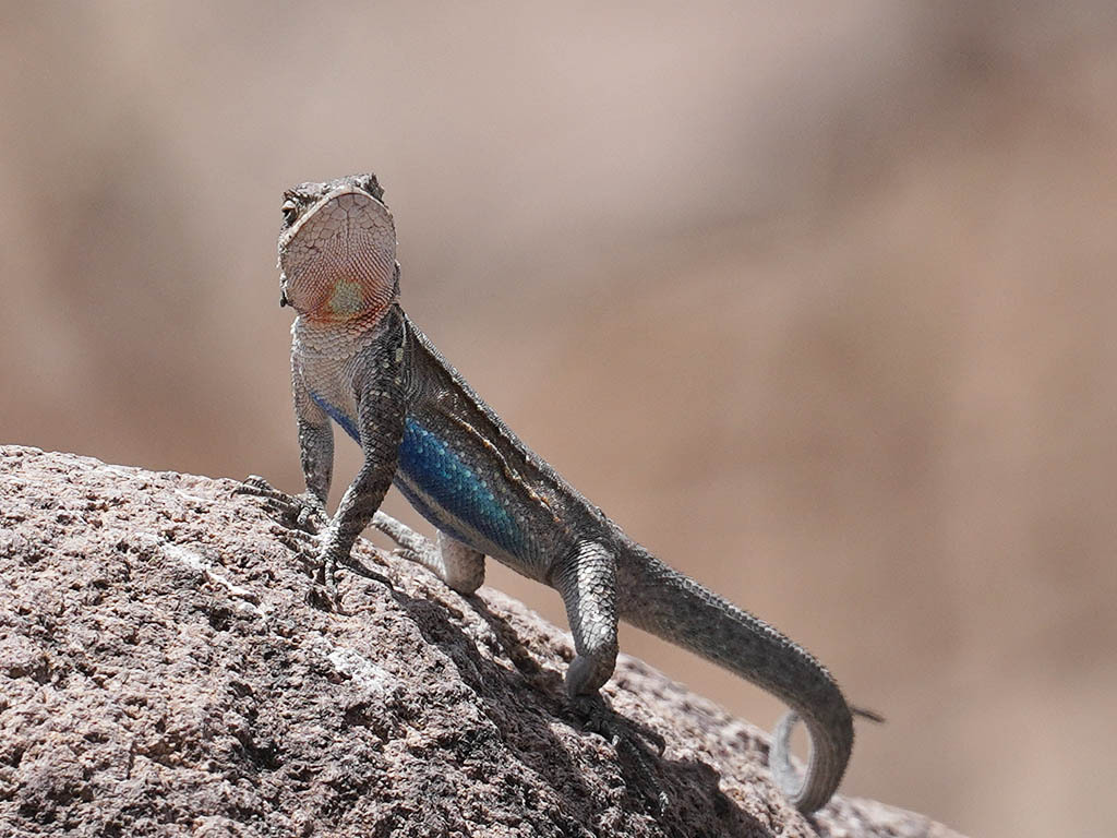 Black-tailed Brush Lizard from San Javier, loreto bcs on April 30, 2023 ...