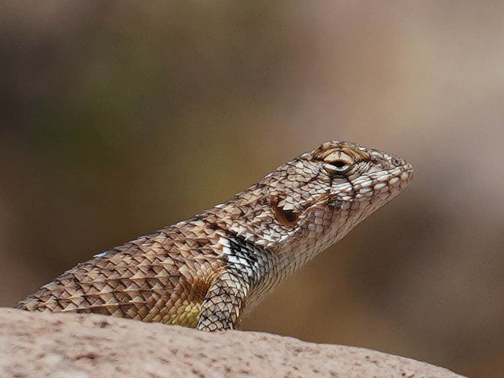 Baja California Spiny Lizard from San Javier, loreto bcs on April 30 ...