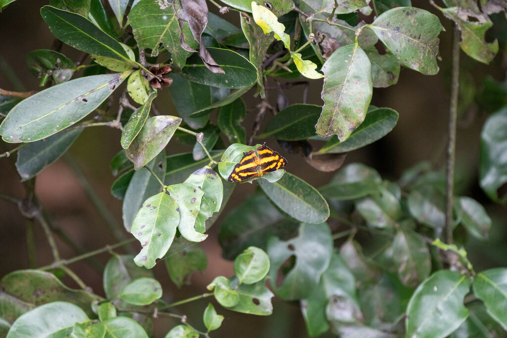 Common Jester from Tai Tam, Hong Kong on May 1, 2023 at 12:25 PM by ...