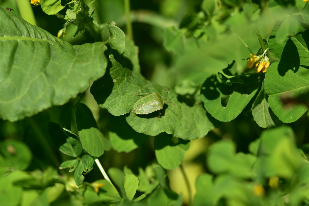 Southern Green Stink Bug from Vrbnik, Croatia on April 27, 2023 at 10: ...