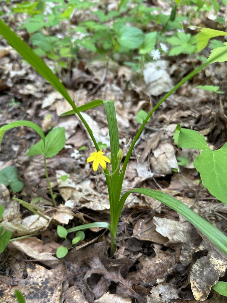yellow star grass from Natural Bridge State Resort Park, Slade, KY, US ...