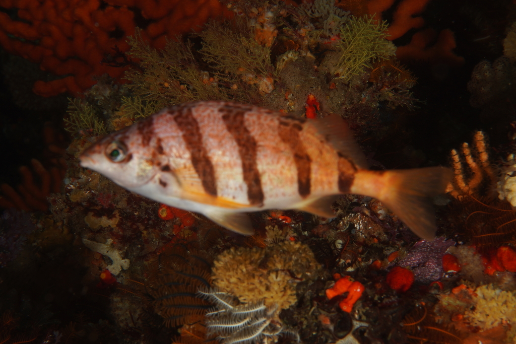 Cheilodactylus from Roman Rock, South Africa on April 30, 2023 at 12:33 ...