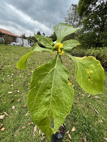 Arboloco (Árboles de siembras de la FHB) · iNaturalist