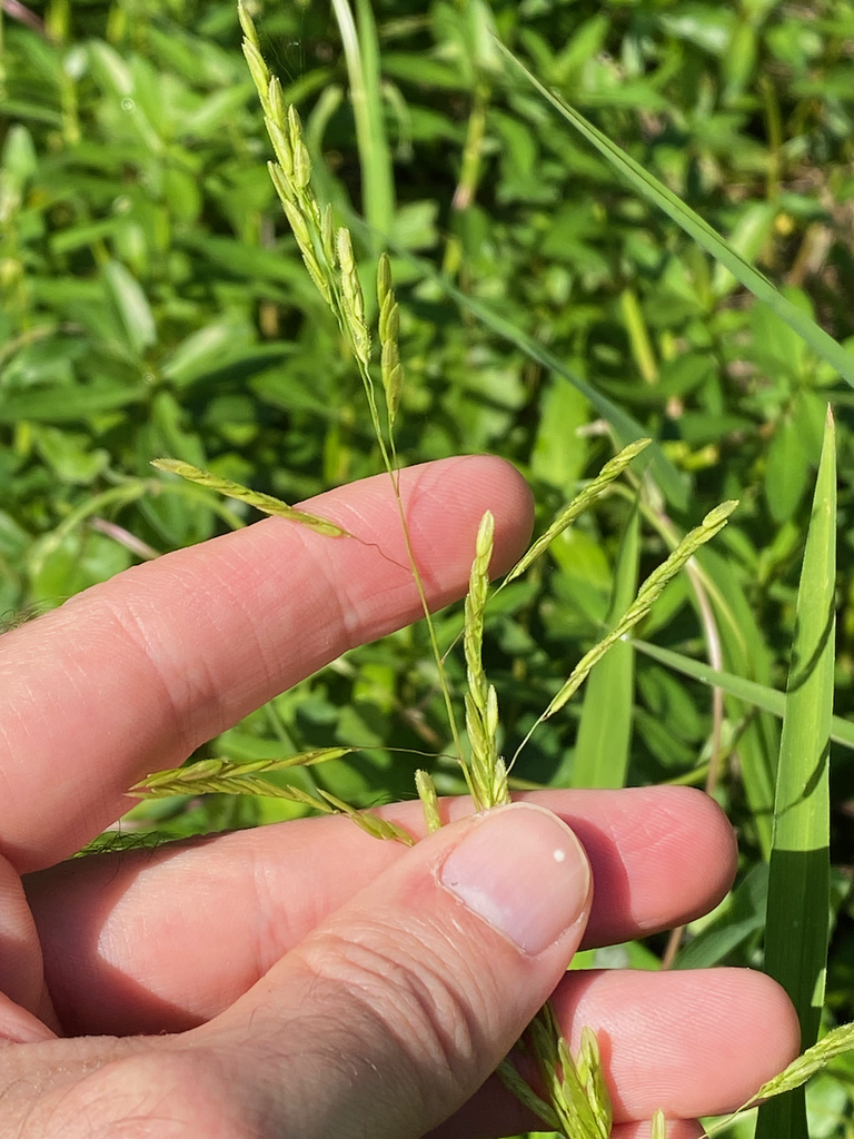 rice cutgrass from Montgomery, Texas, United States on May 1, 2023 at ...