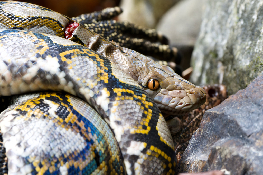 Reticulated Python from Phang-nga, Thailand on May 3, 2023 by Sam ...