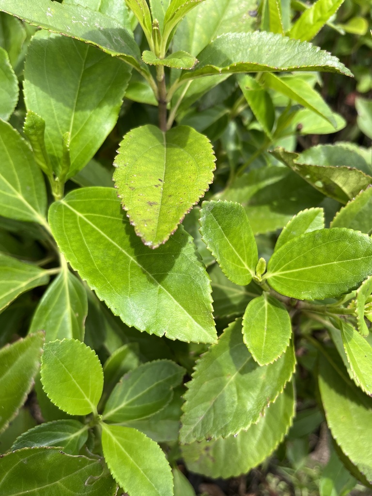 Amargoso (Árboles de siembras de la FHB) · iNaturalist