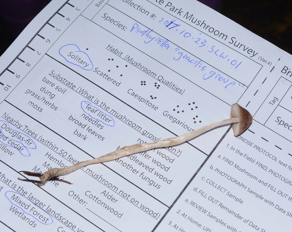 rootlet brittlestem from Bridle Trails State Park, Bellevue WA on ...