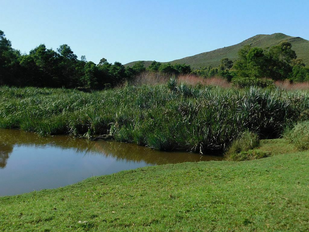 Palmiet from River Loop Greyton, 7233, South Africa on April 28, 2023 ...