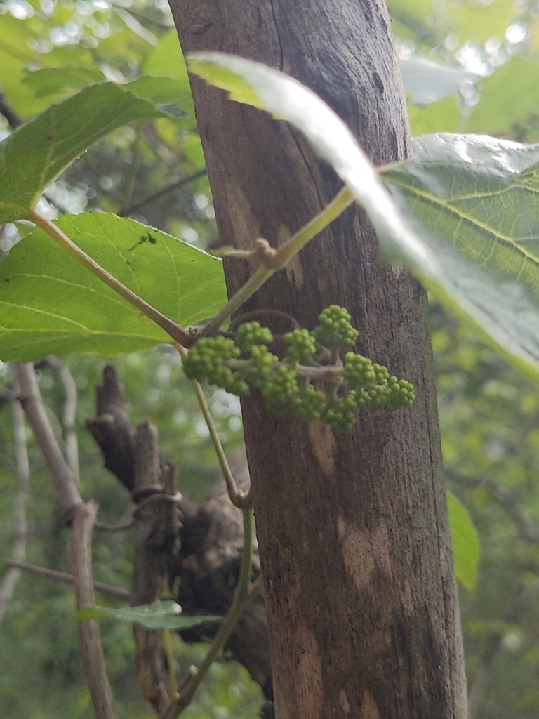 graybark grape from Sunset Valley, TX 78735, USA on May 2, 2023 at 10: ...