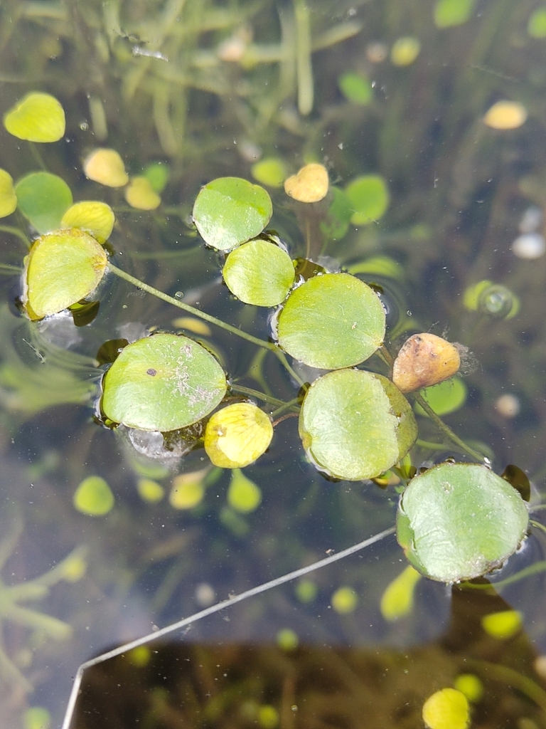 mustard family from M2F5+55, Pongo, Bolivia on May 1, 2023 at 03:21 PM ...