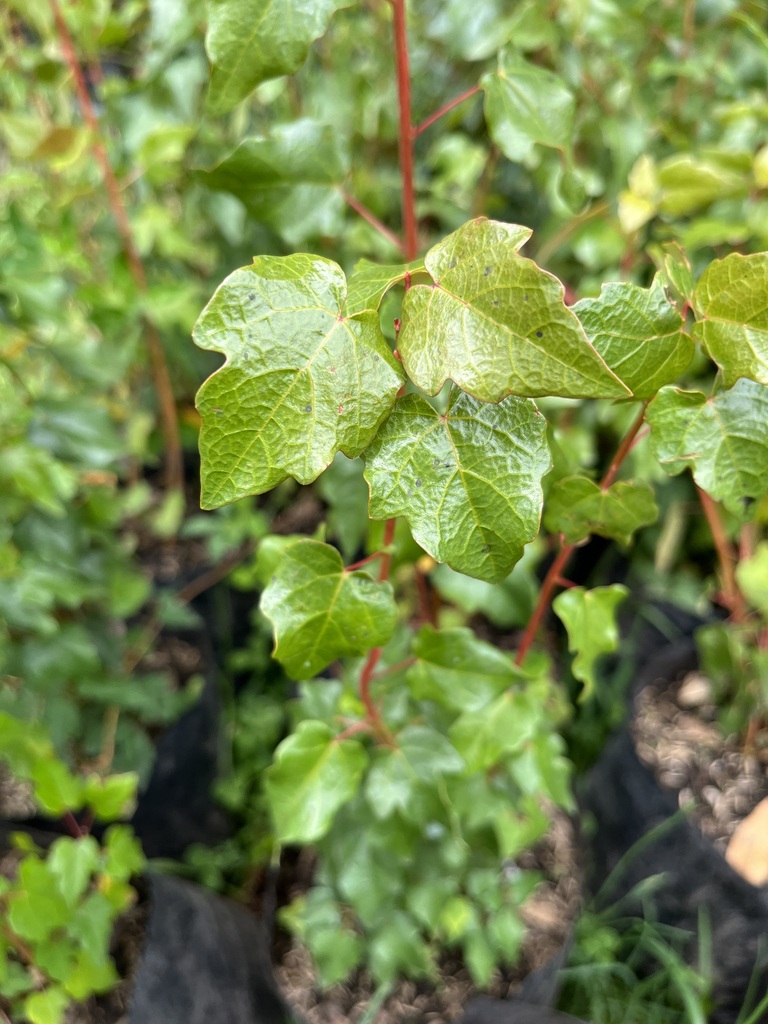 Raque (Árboles de siembras de la FHB) · iNaturalist
