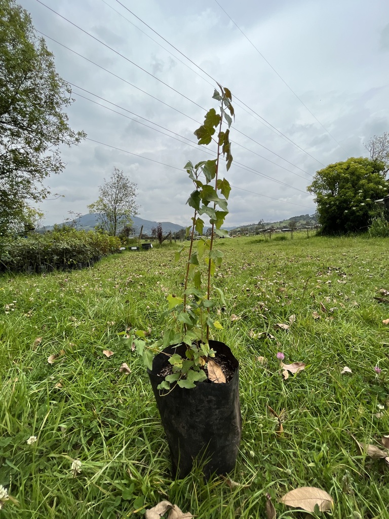 Raque (Árboles de siembras de la FHB) · iNaturalist