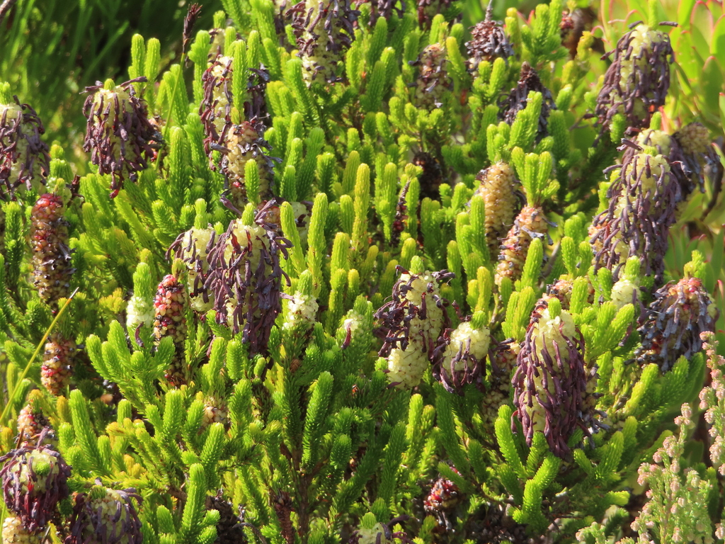 Bottle Green Heath from City of Cape Town, Western Cape, South Africa ...