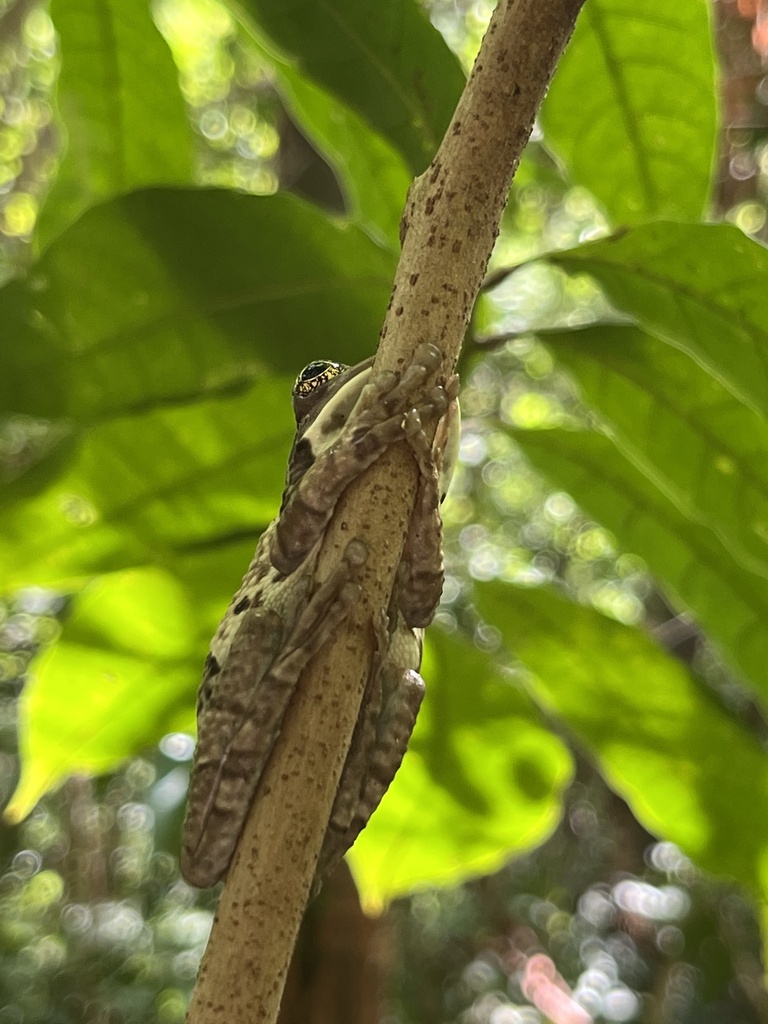Vermiculated Tree Frog from Isla Boca Brava, Chiriqui, PA on May 3 ...