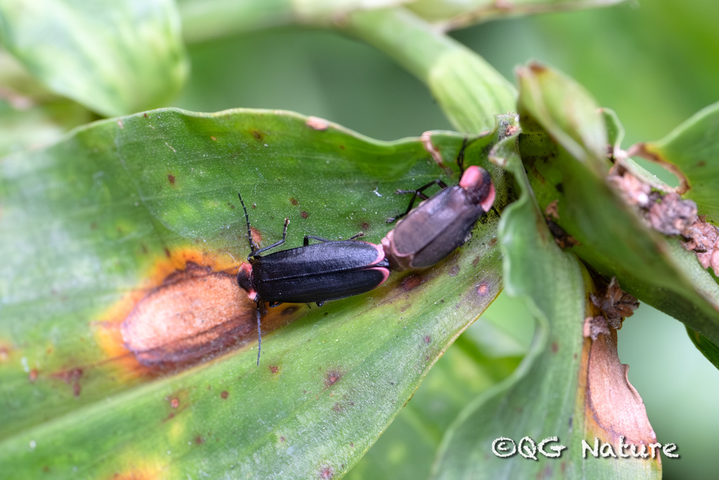 Emeia pseudosauteri from 中国四川省眉山市青神县 on March 28, 2023 at 03:39 PM by ...