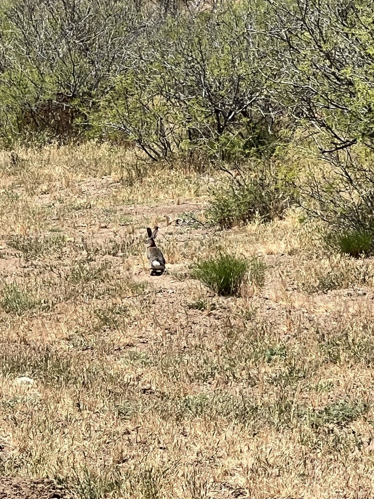 Brush Rabbit from Ensenada, Baja California, Mexico on April 30, 2023 ...