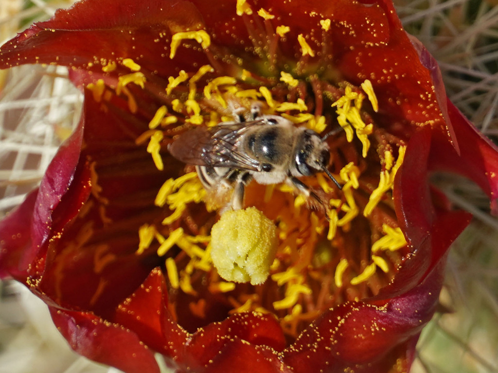 Cactus chimney bees from Organ Pipe Cactus National Monument, Arizona ...