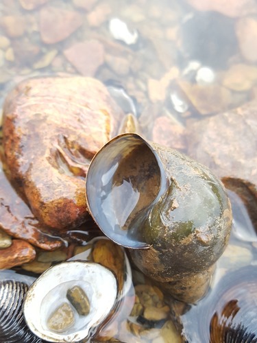 File Campeloma (Campeloma limum) · iNaturalist