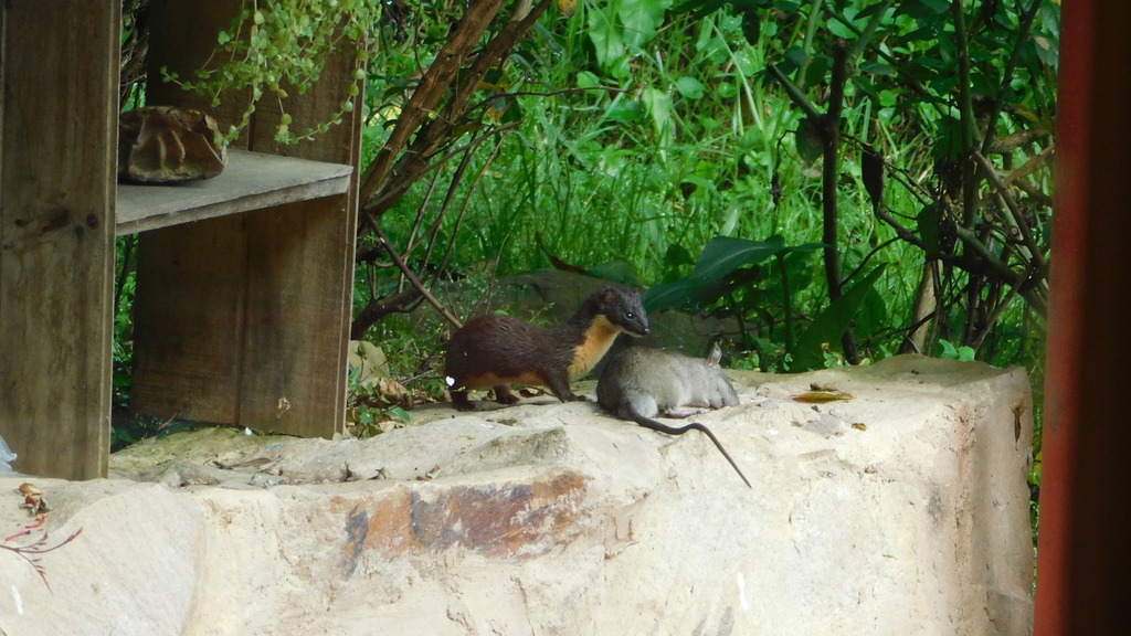 Long-tailed Weasel from Gachantivá, Boyacá, Colombia on April 24, 2023 ...