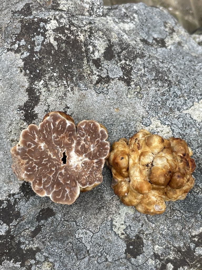 Spring Oregon White Truffle in April 2023 by heatherdawson. Rye the ...