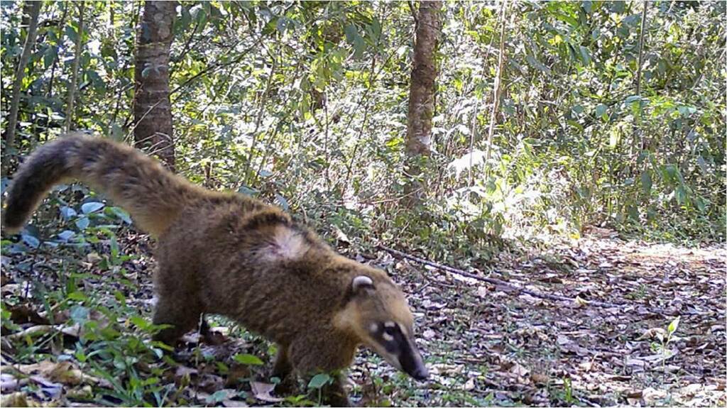 South American Coati from Extrema - MG, 37640-000, Brasil on September ...