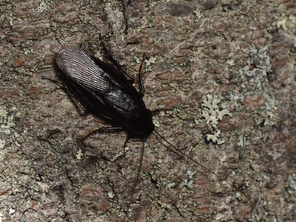 Japanese Cockroach from 鏡山公園, 東広島市, 広島県, JP on May 3, 2023 at 08:53 PM ...