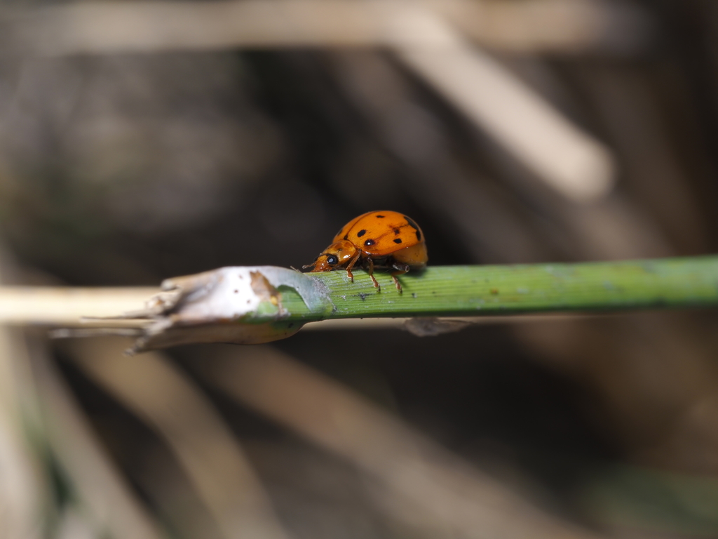 Maculate Ladybird from Oecussi-Ambeno, Timor-Leste on November 1, 2018 ...