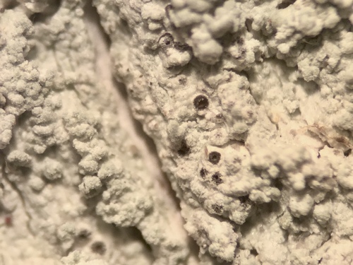 Genus Skyttea · iNaturalist