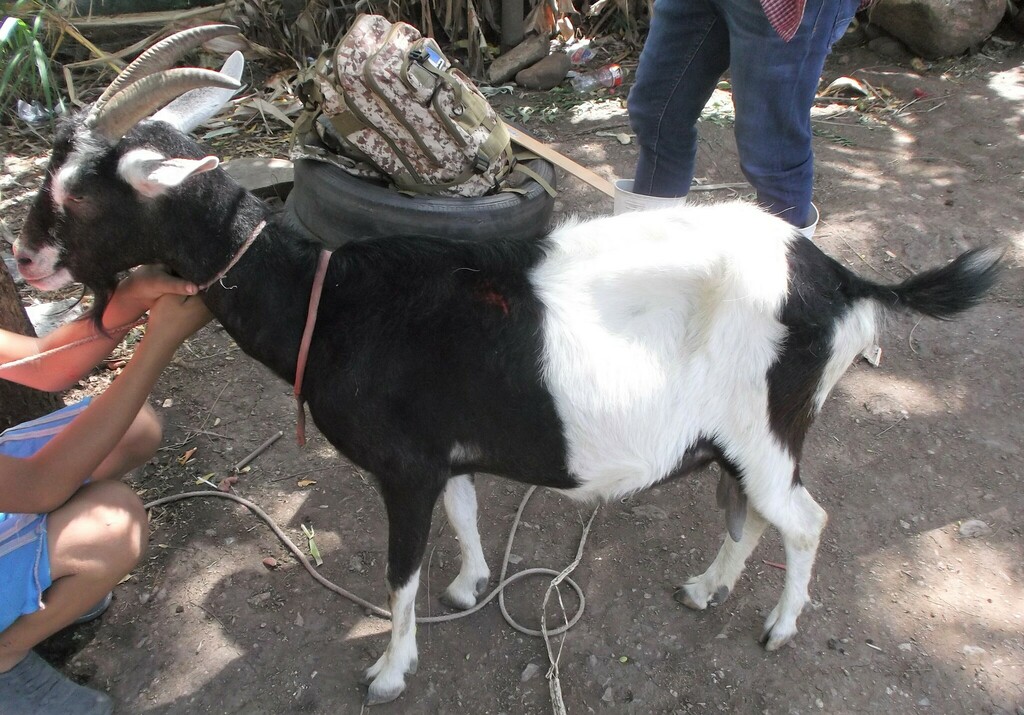 Domestic Goat from Zacapa, Guatemala on May 12, 2021 at 09:41 AM by ...
