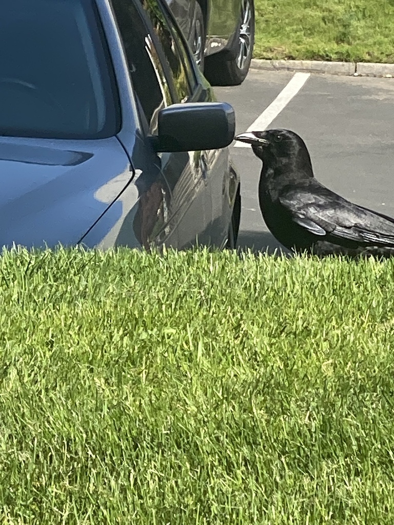 American Crow from S 194th St, Kent, WA, US on May 3, 2023 at 10:47 AM ...