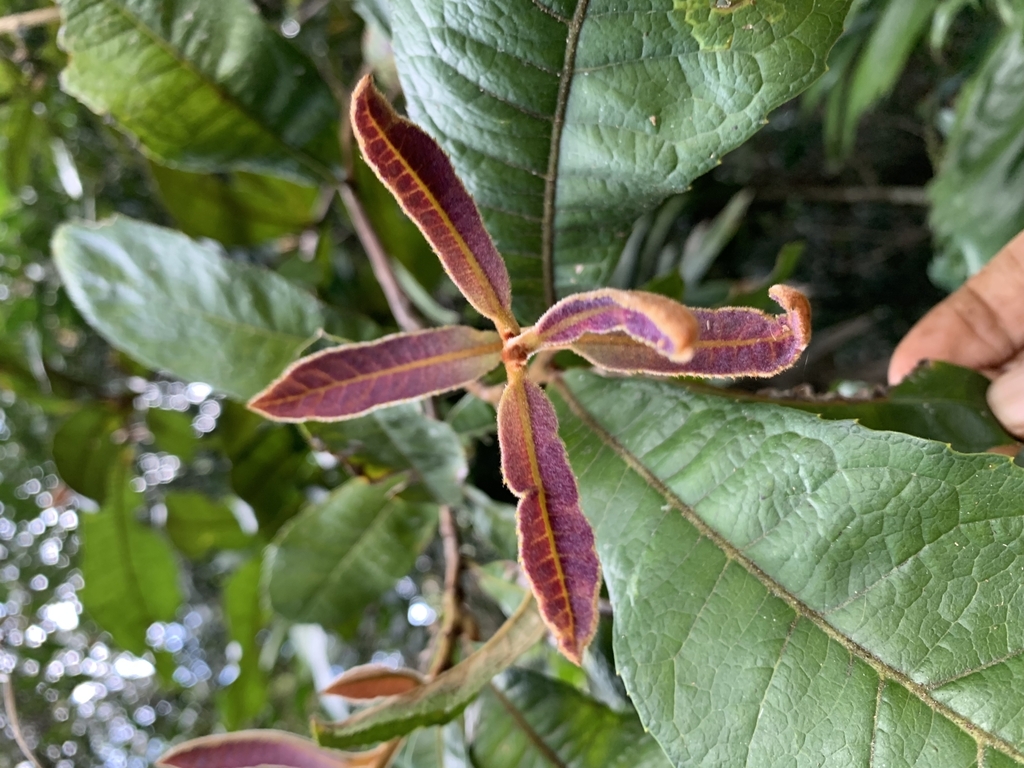 rusty helicia from Tallebudgera Valley QLD 4228, Australia on September ...