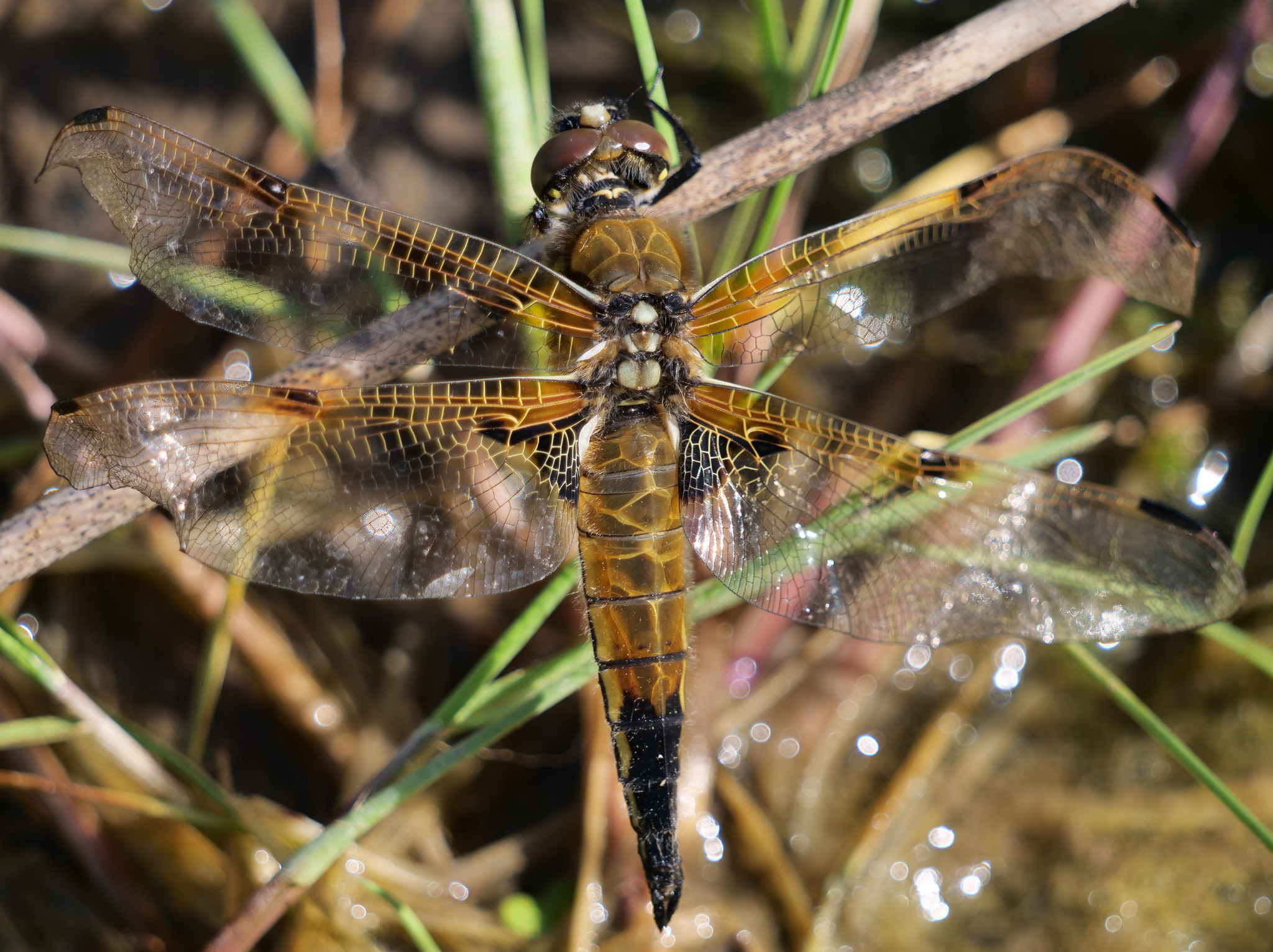 Libellula quadrimaculata Linnaeus, 1758
