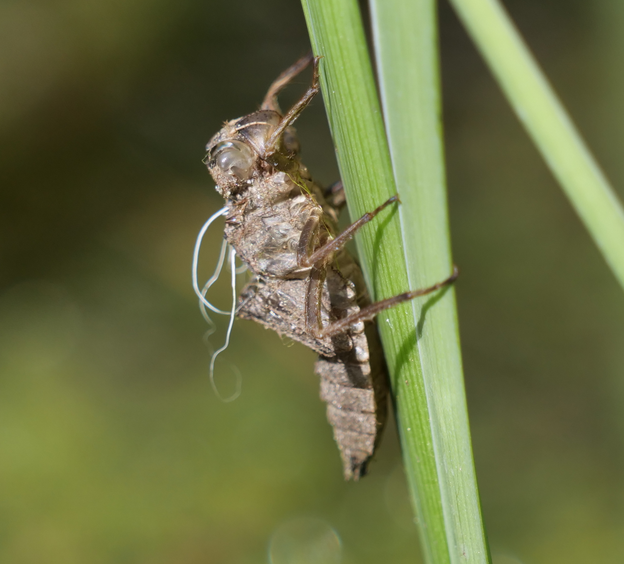 Libellula quadrimaculata Linnaeus, 1758
