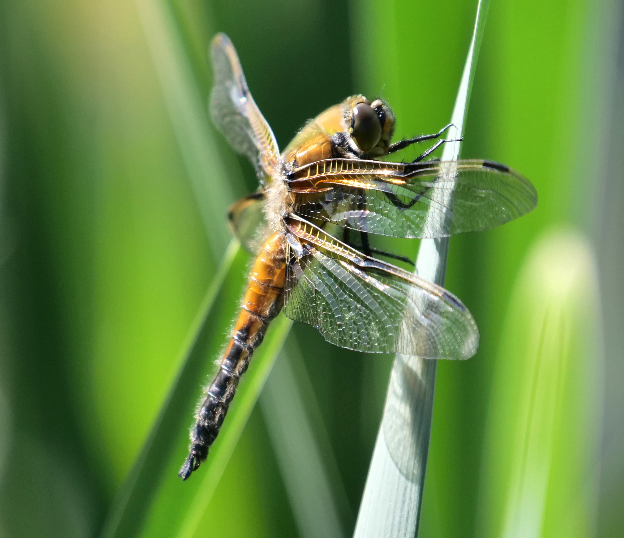 Libellula quadrimaculata Linnaeus, 1758
