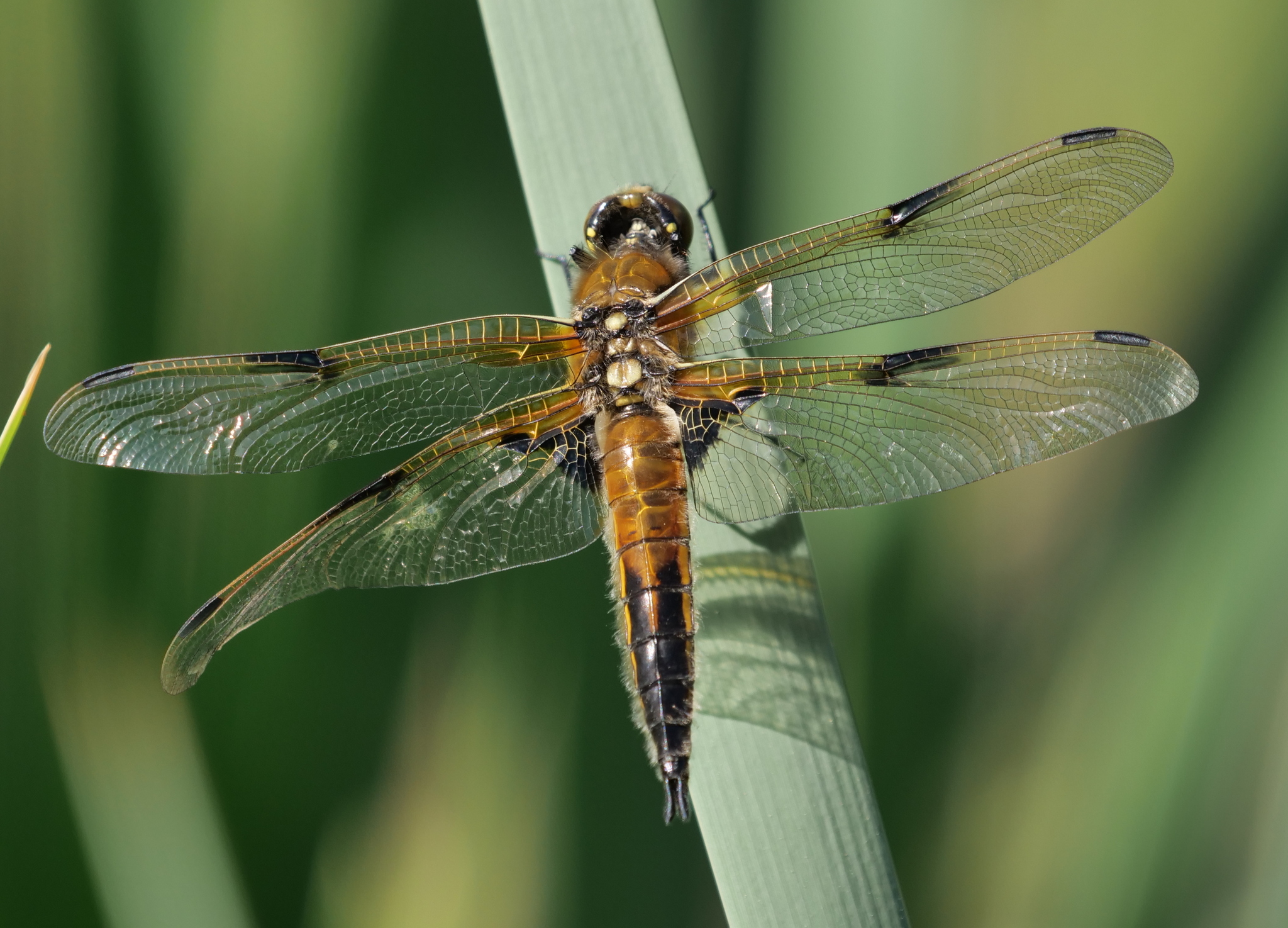 Libellula quadrimaculata Linnaeus, 1758